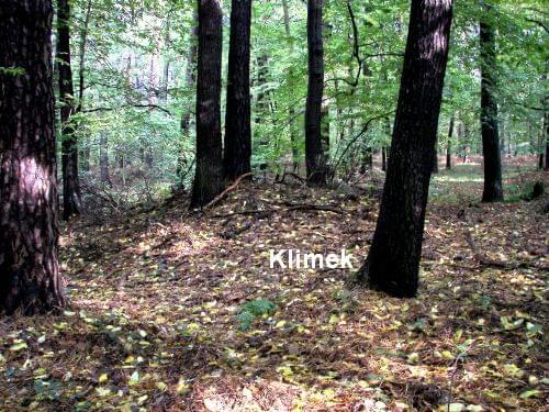 Zobacz wątek - Racibórz Obora, kurhany • Eksploratorzy